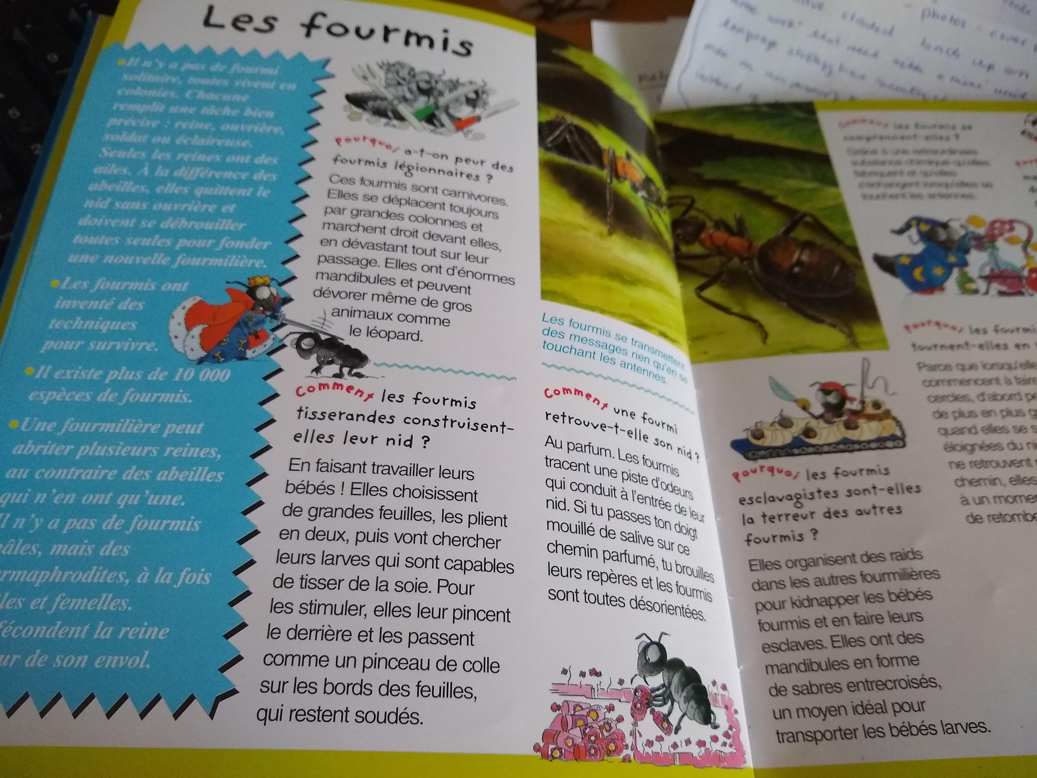 Spring Mini Unit : Ants - The Multilingual Home